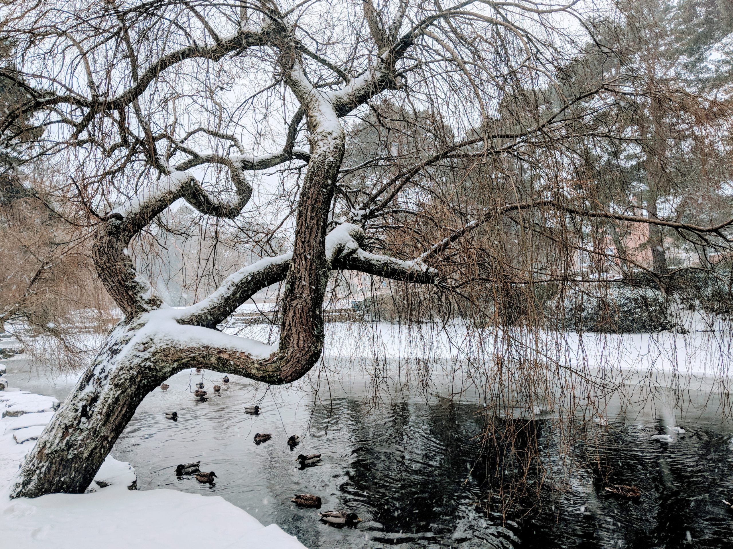 Walking Bournemouth Gardens Coy Ponds – The So Far